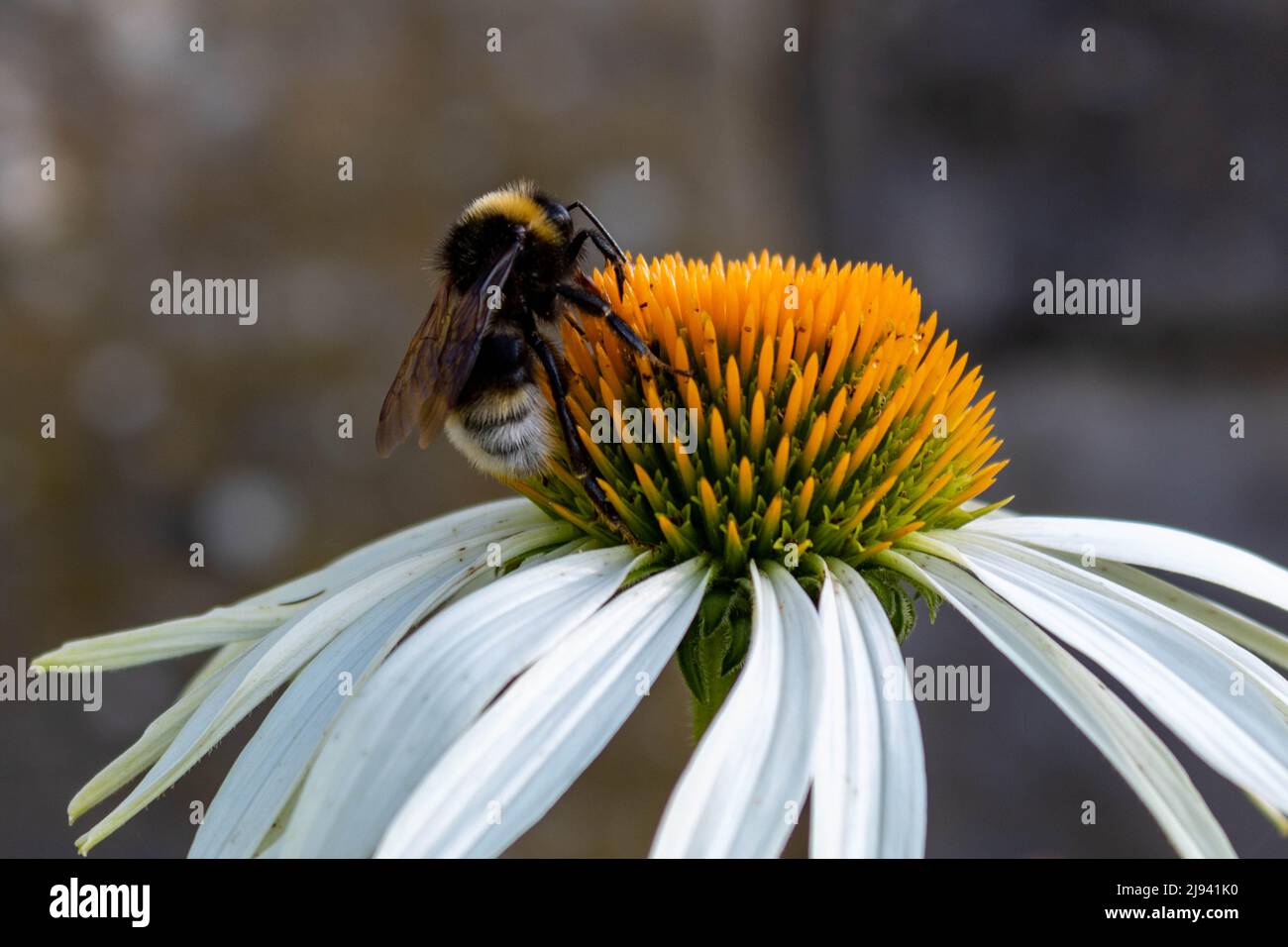 Pollination of a white flowering coneflower (Echinacea purpurea) by a ...