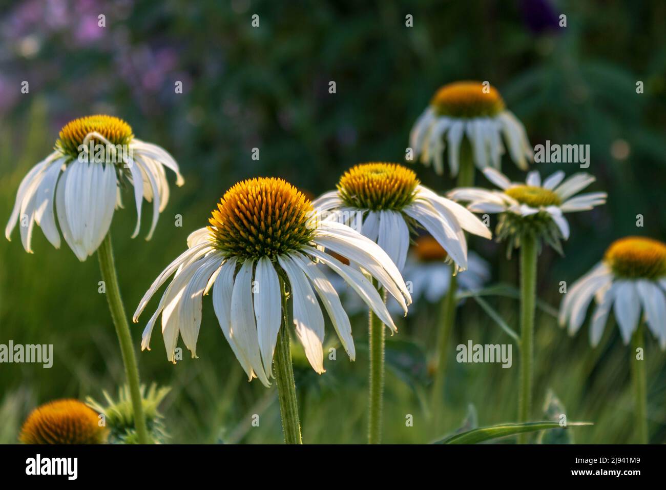 Field of white flowering coneflower (Echinacea purpurea) against green ...