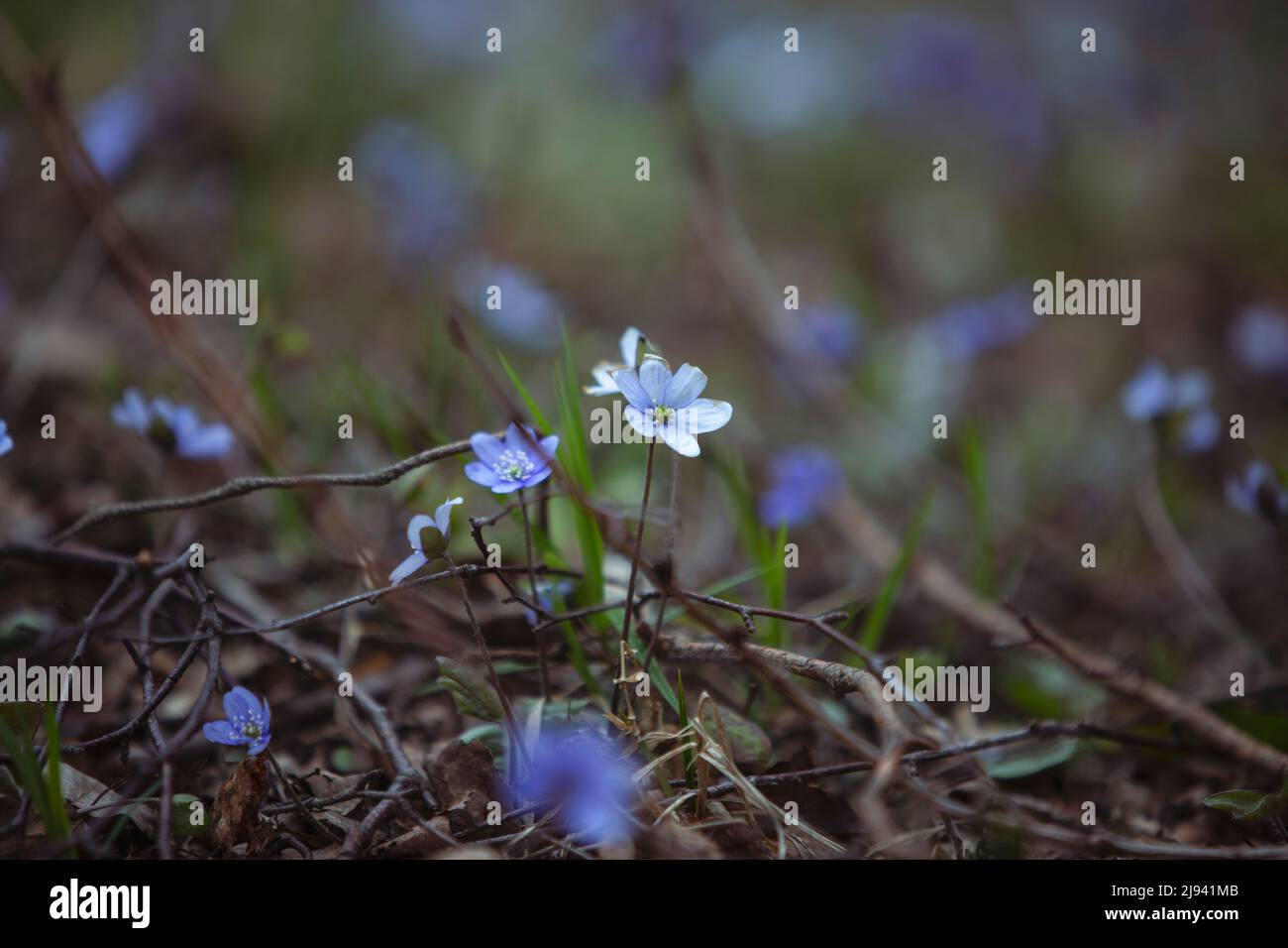 Beautiful spring blue hepaticas growing in the forest Stock Photo - Alamy