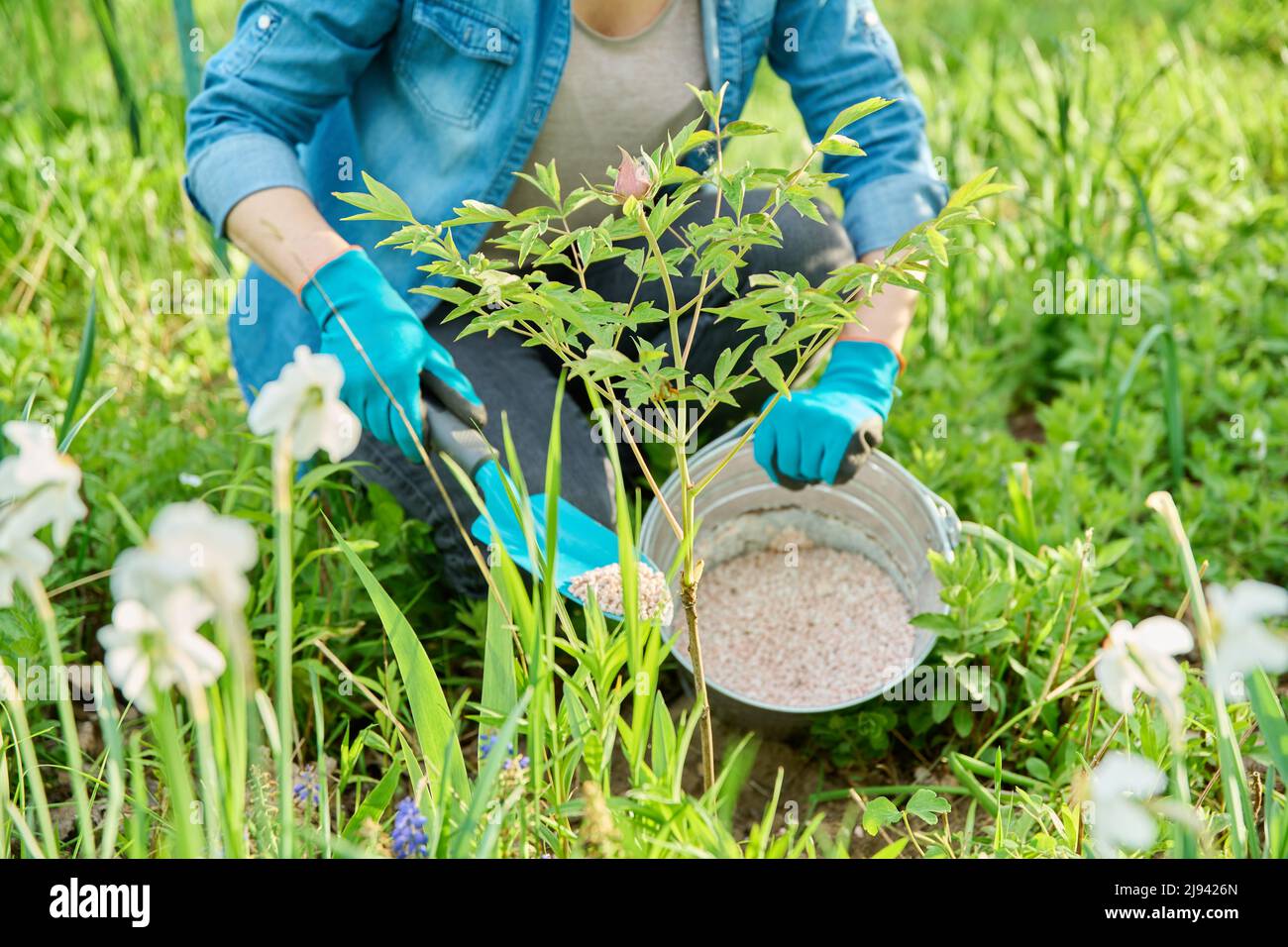 Spring work on flower bed in garden, in backyard, tree peony fertilizer ...