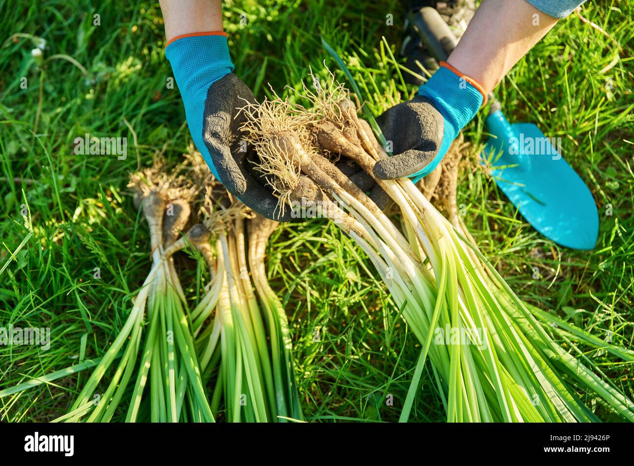 Close-up of the spring division of the bush of wild daffodil Stock ...