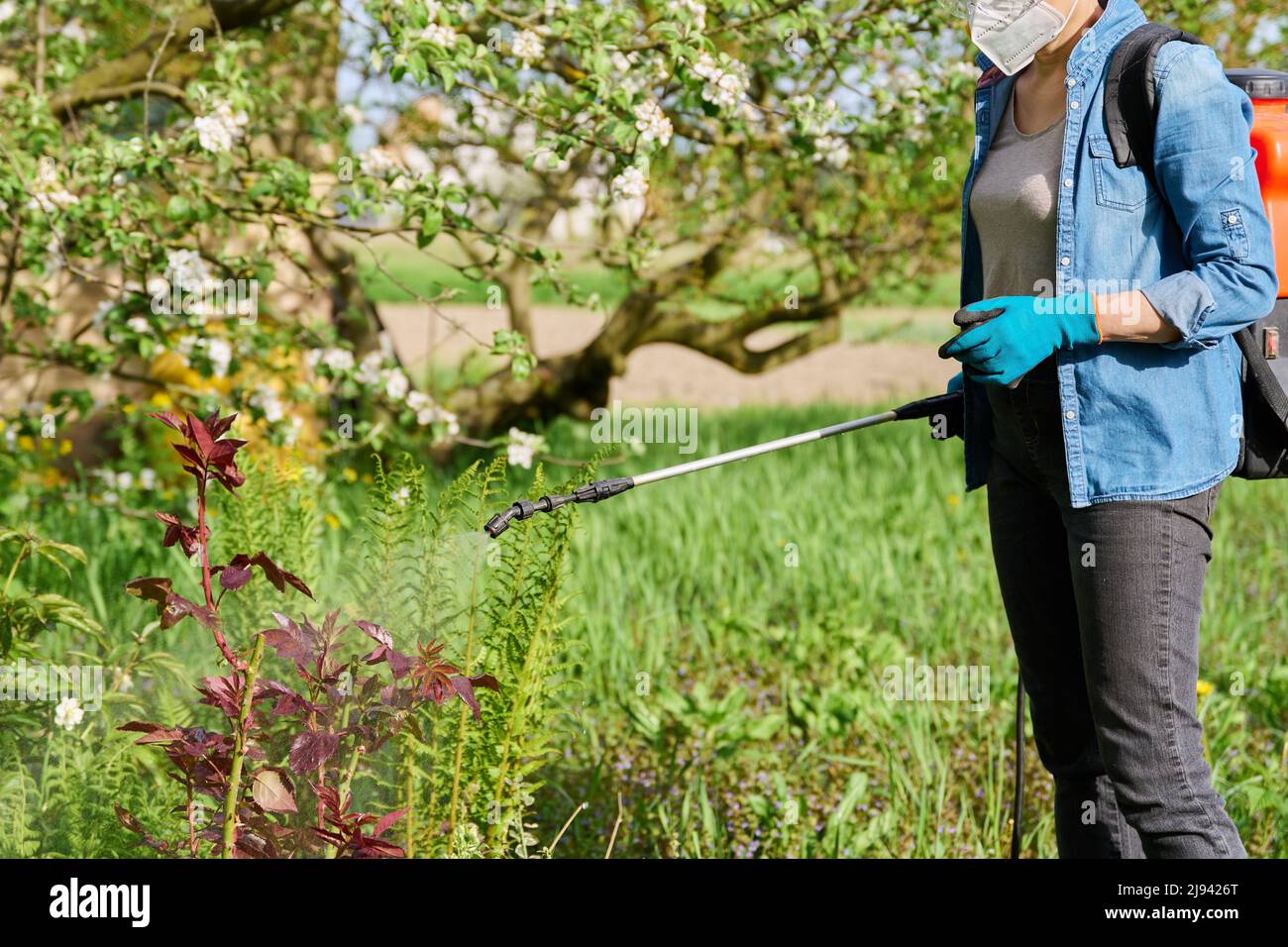 Woman with backpack garden spray gun under pressure handling bushes ...