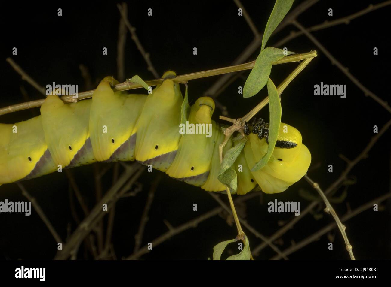 Larva (caterpillar) of butterfly Death's Head Hawkmoth sit on the ...