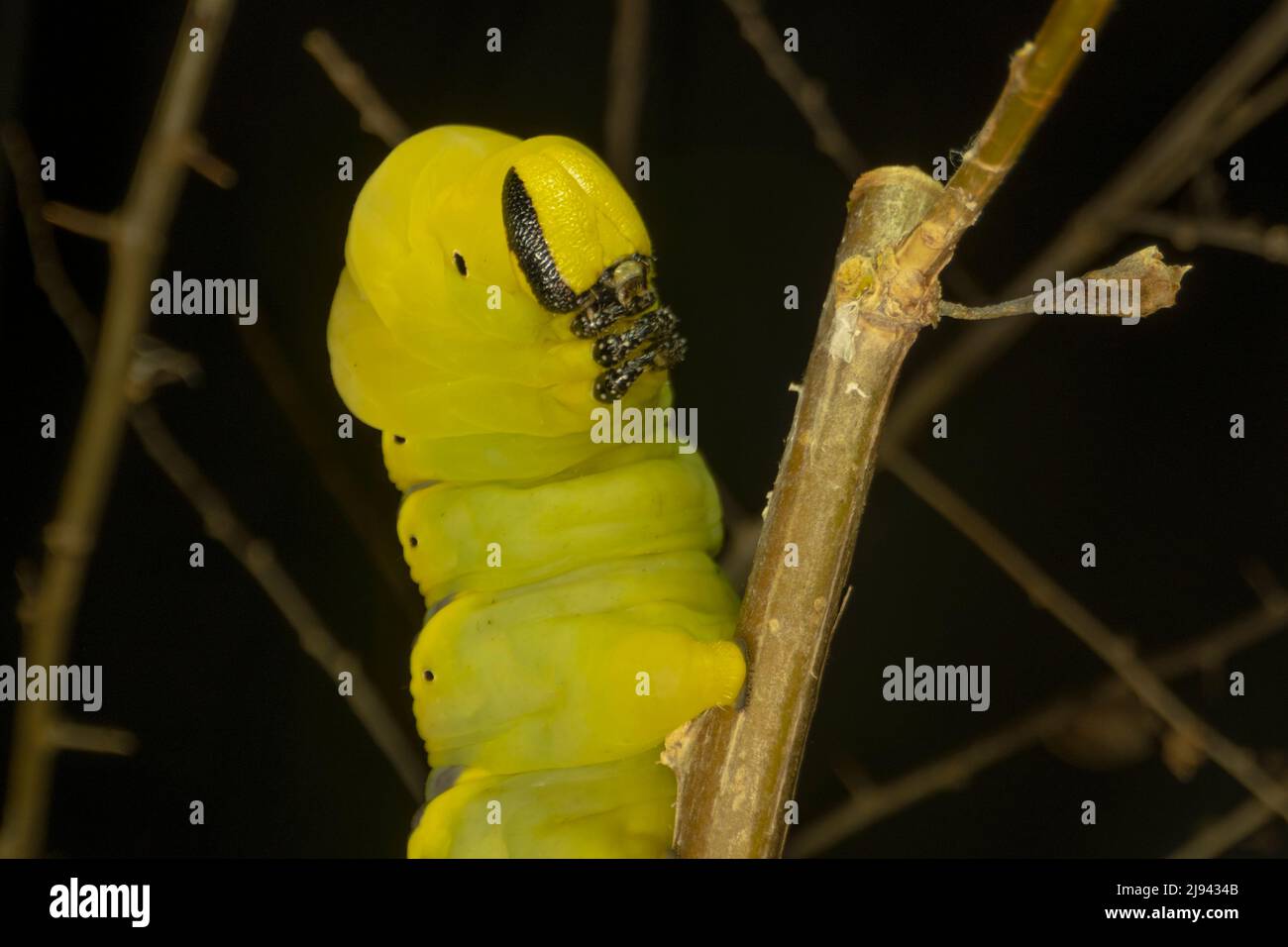 Larva (caterpillar) of butterfly Death's Head Hawkmoth sit on the ...