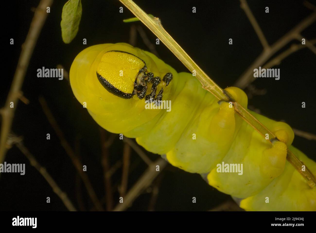 Larva (caterpillar) of butterfly Death's Head Hawkmoth sit on the ...