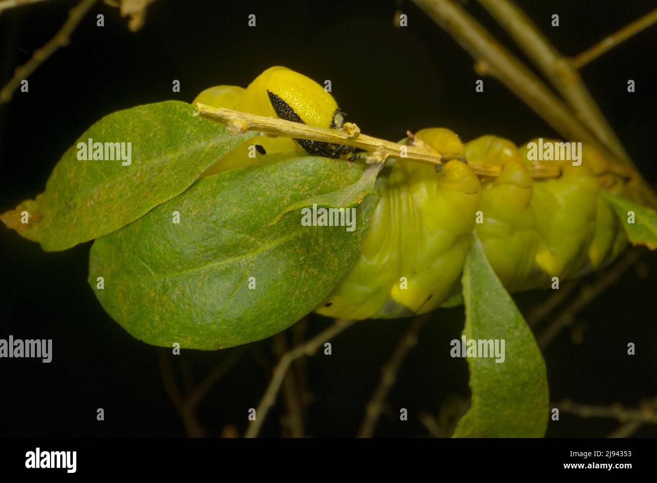 Larva (caterpillar) of butterfly Death's Head Hawkmoth sit on the ...