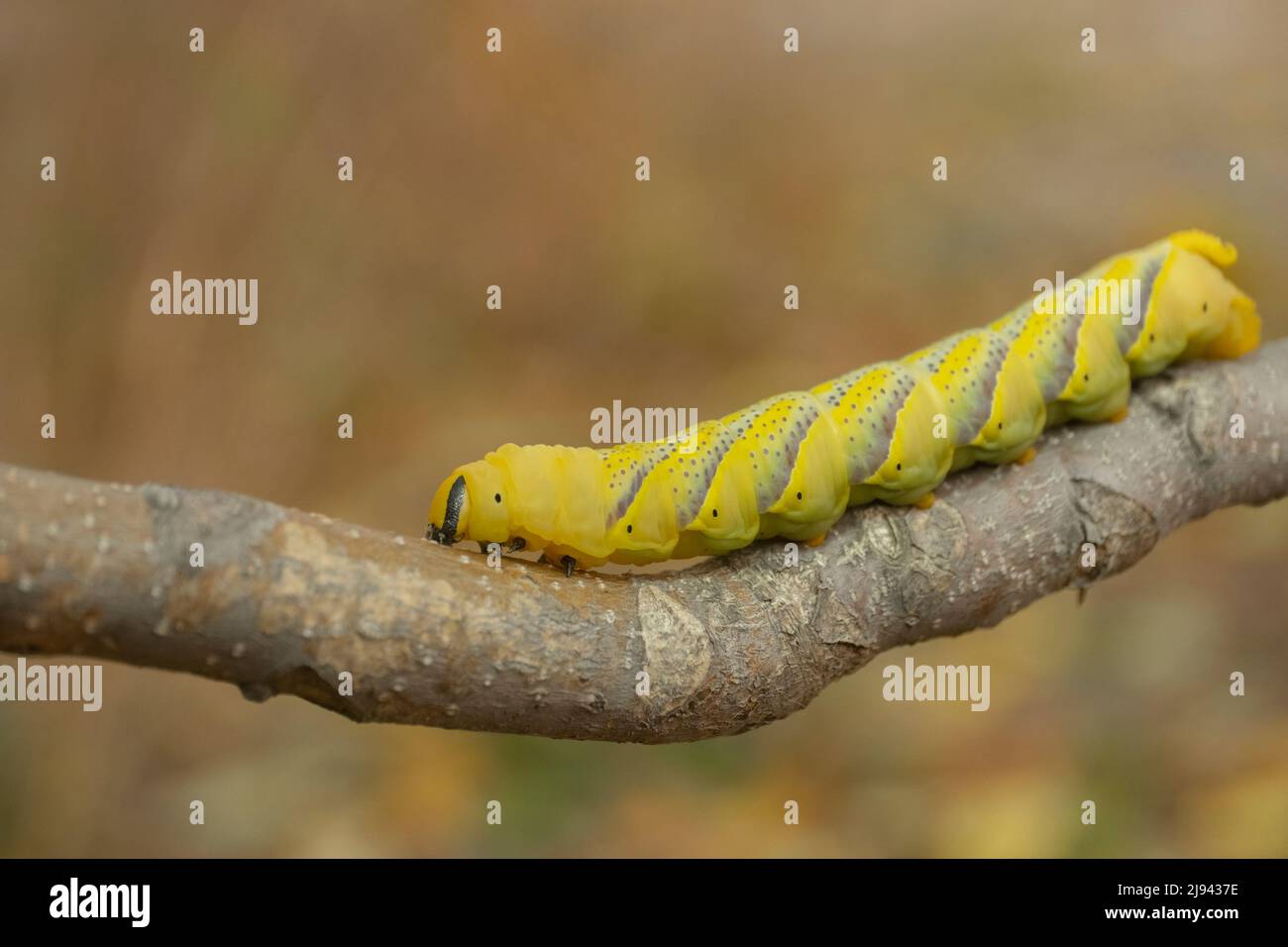 Larva (caterpillar) of butterfly Death's Head Hawkmoth follows the ...
