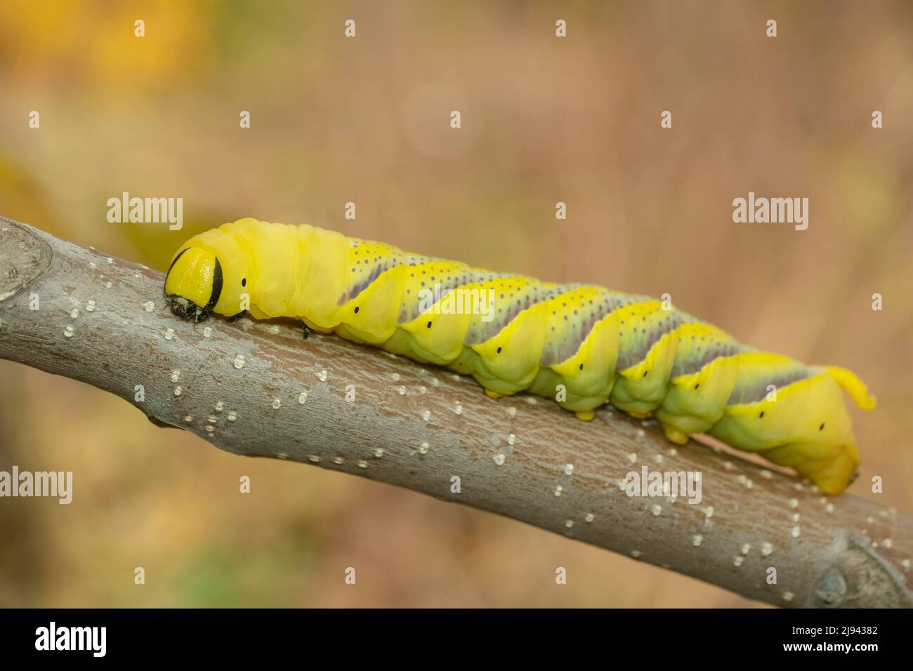 Larva (caterpillar) of butterfly Death's Head Hawkmoth follows the ...