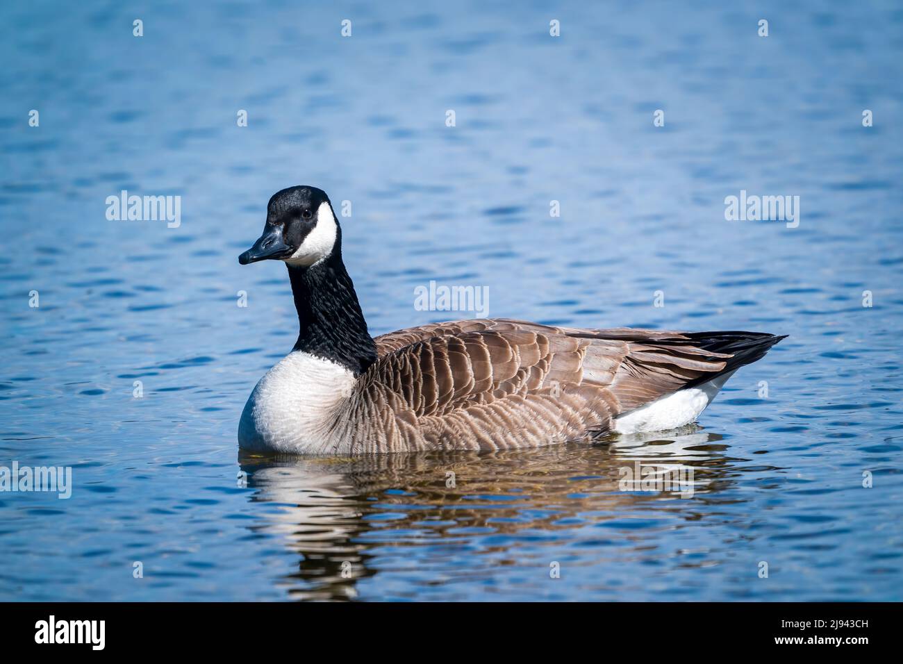 A Canada Goose Gander that I photographed at dawn from my kayak in the ...