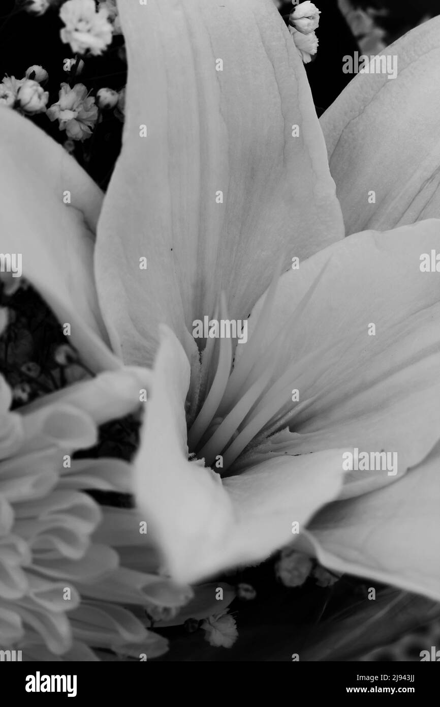 Beautiful fresh lily flowers in full bloom as a gift for someone ...