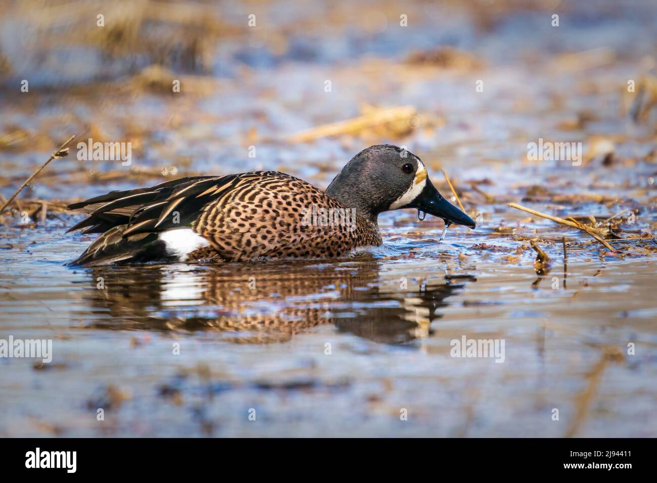 A Blue Winged Teal duck that I photographed at dawn from my kayak in ...