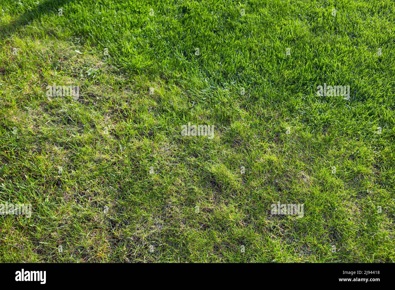 Dead grass top view of the nature background. texture of Green and ...