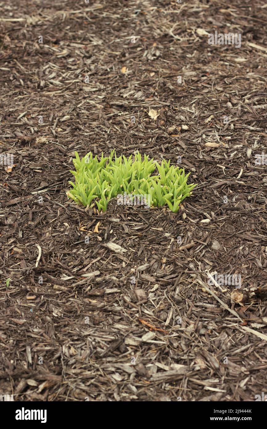 Spring green plant breaking thru the soil in the garden Stock Photo - Alamy