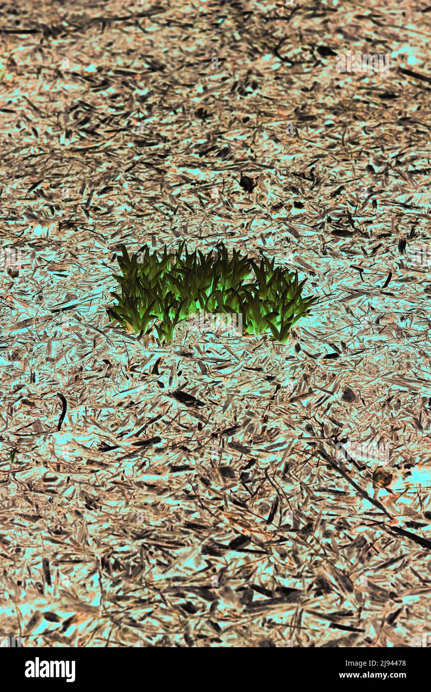 Spring green plant breaking thru the soil in the garden Stock Photo - Alamy