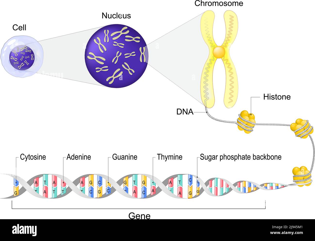Dna chromosome diagram Stock Vector Images - Alamy