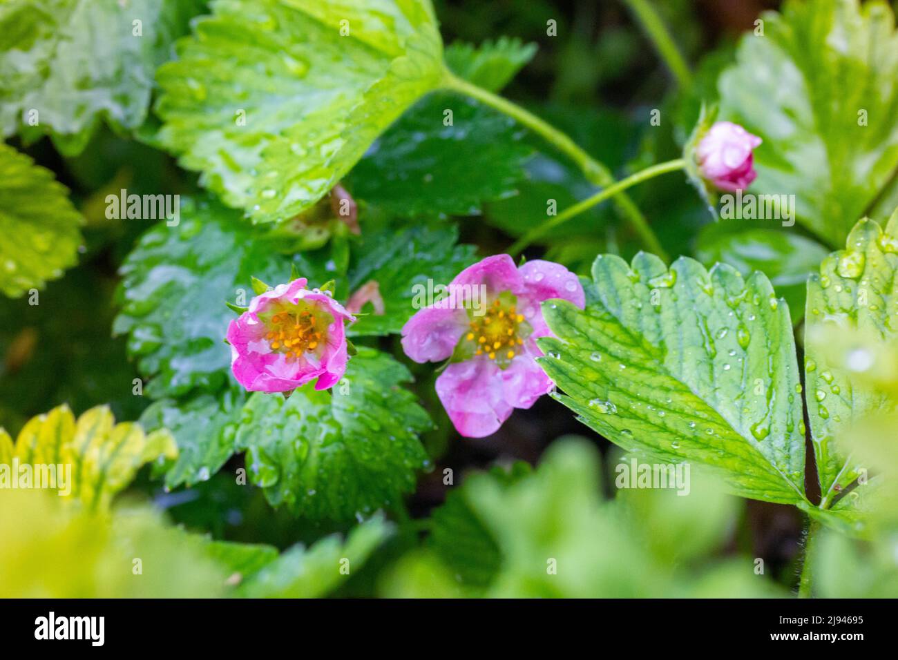 Pink flowers of garden strawberries among green leaves with water drops ...