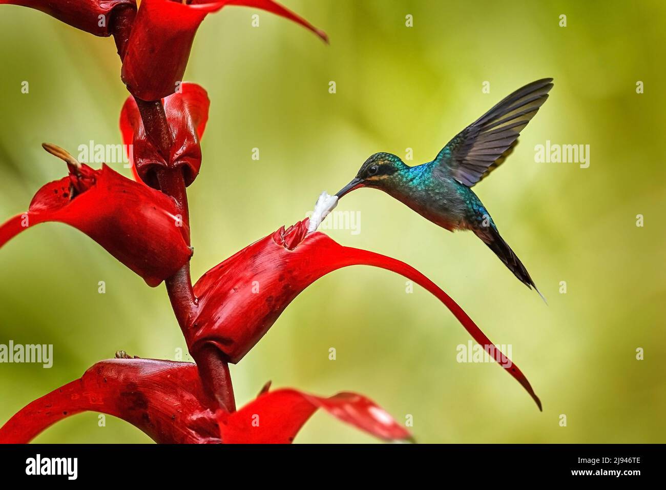 Green Hermit, Phaethornis guy, rare hummingbird from Costa Rica, green ...