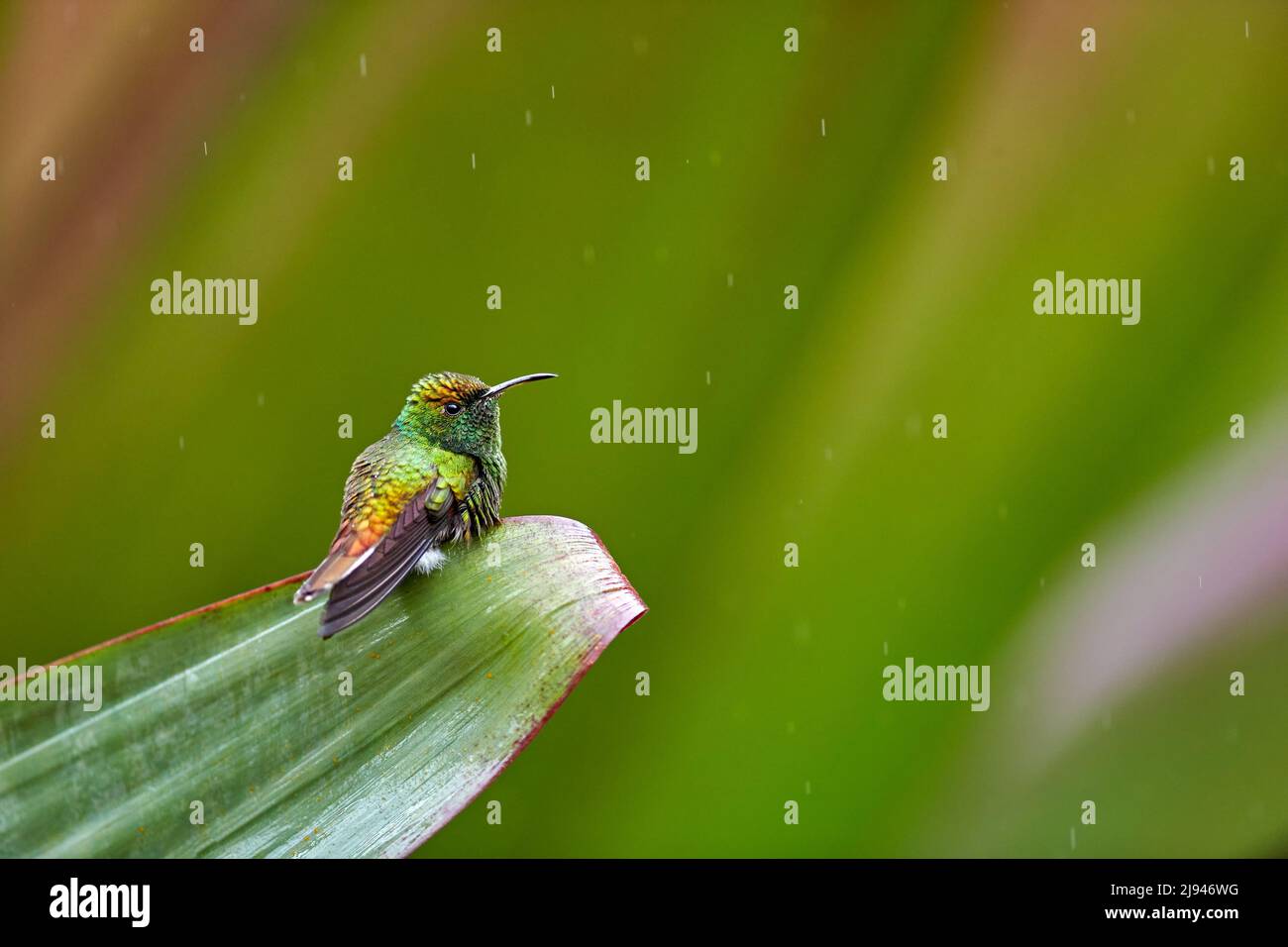 Costa Rica, Coppery-headed Emerald, Elvira cupreiceps, beautiful ...