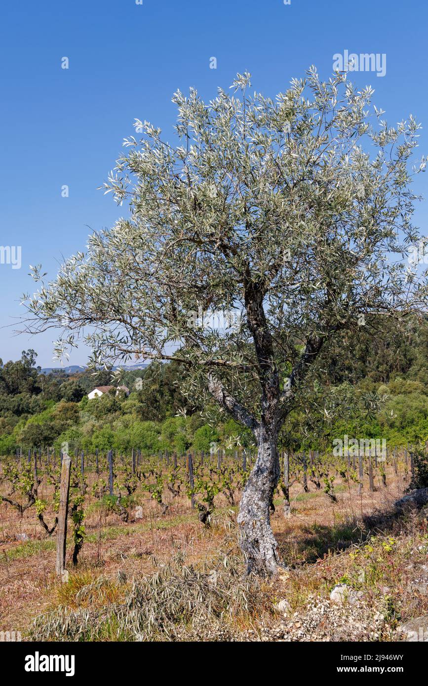 Olive tree and vineyard in Douro, Portugal Stock Photo - Alamy