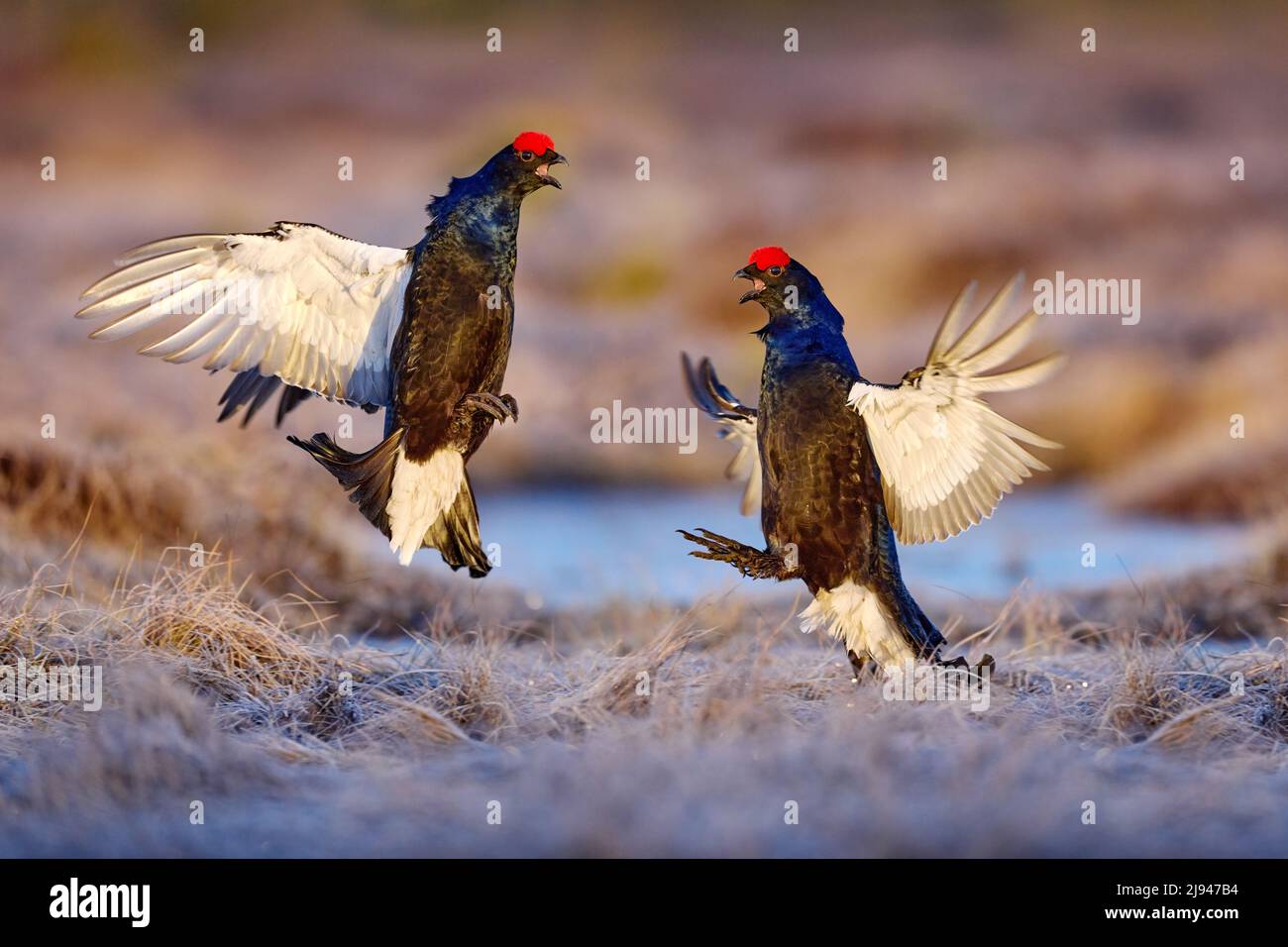 Black grouse fly in cold morning. Nice bird Grouse, Tetrao tetrix, in ...