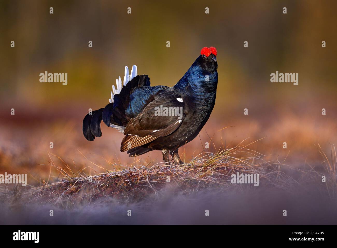 Black Grouse, Lyrurus tetrix, lekking nice black bird with red cap in ...