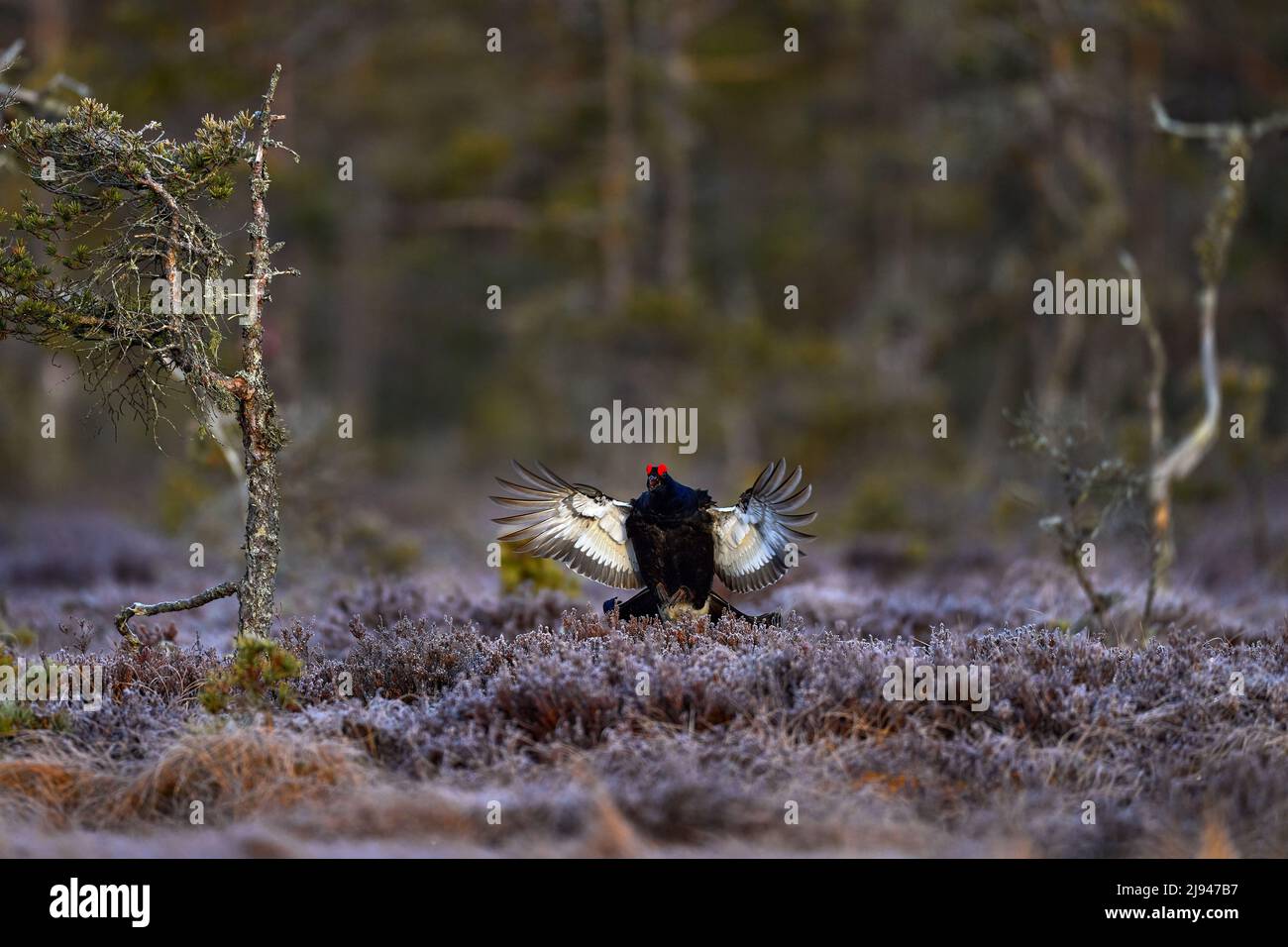 Black grouse fly in cold morning. Nice bird Grouse, Tetrao tetrix, in ...