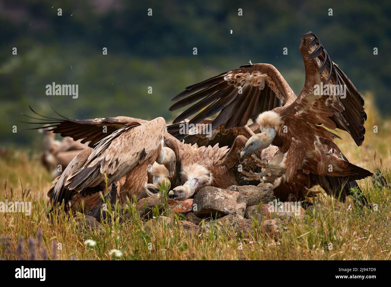 Dinner party, carcass food with vultrure fight in nature. Griffon ...