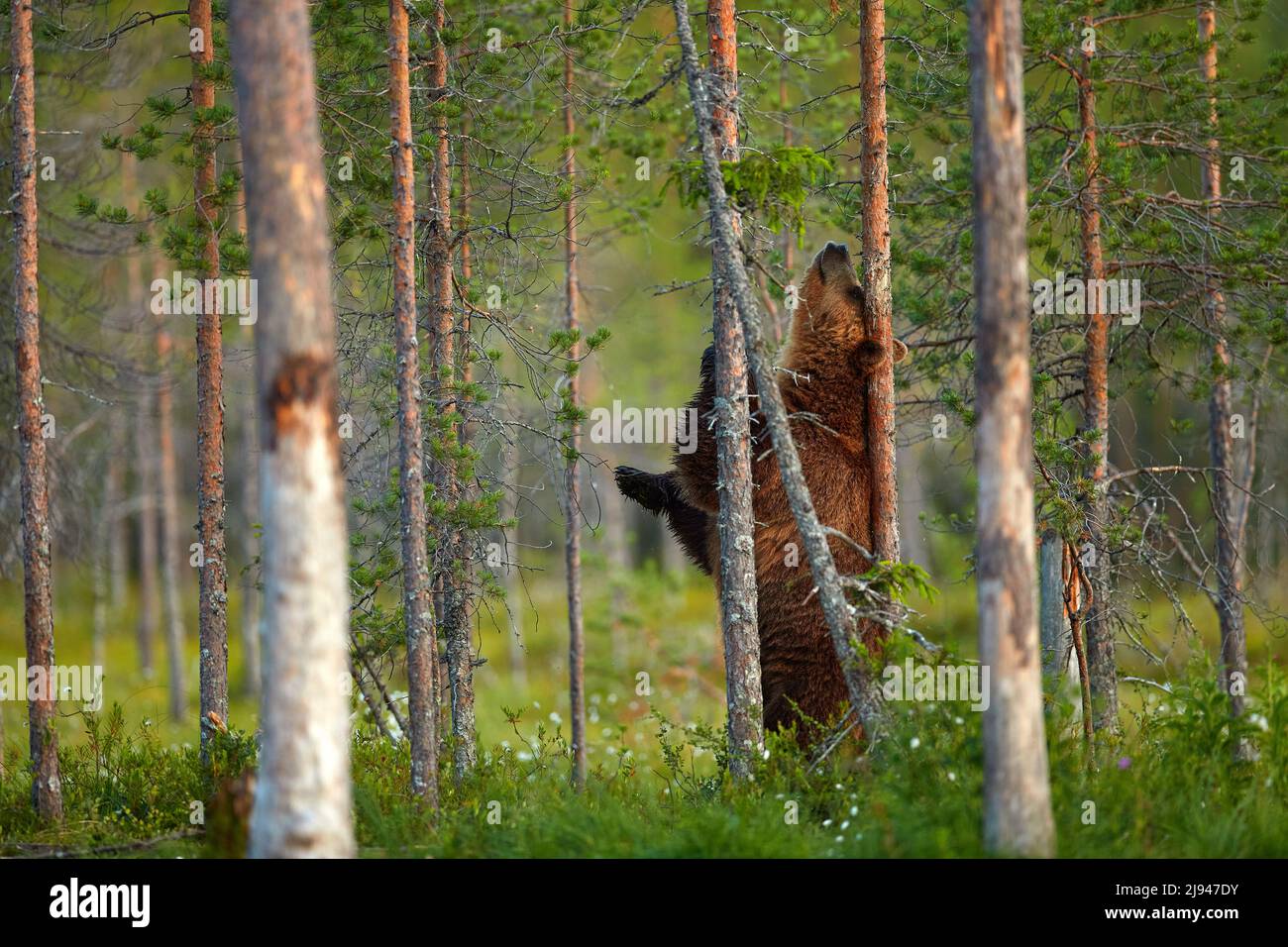 Bear scratching on tree trunk. Summer wildlife, brown bear. Dangerous ...