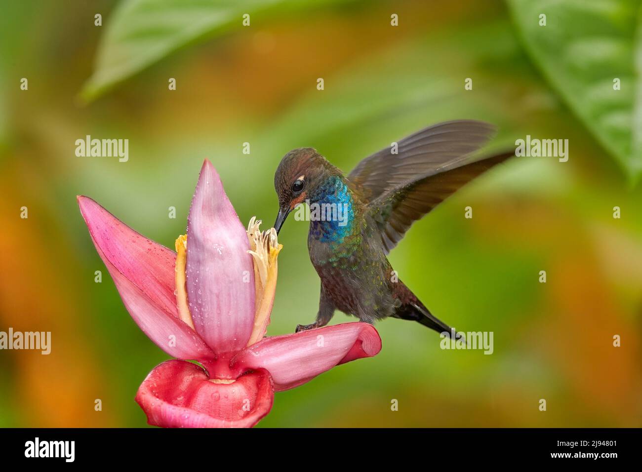 Hummingbird with flower. Rufous-gaped Hillstar , Urochroa bougueri, on ...