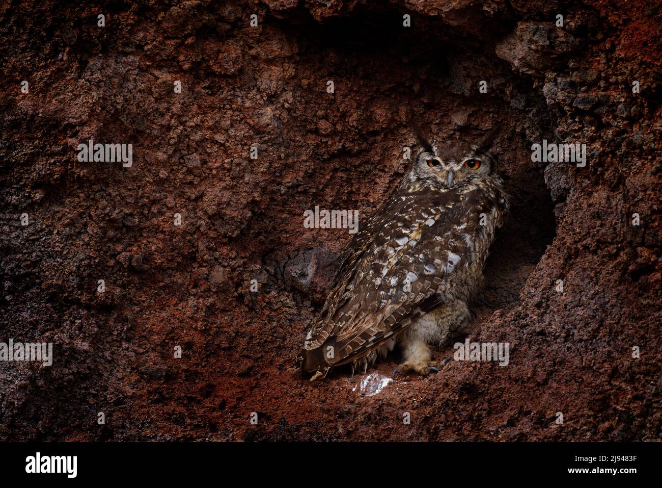 Cape eagle owl bubo capensis hi-res stock photography and images - Alamy
