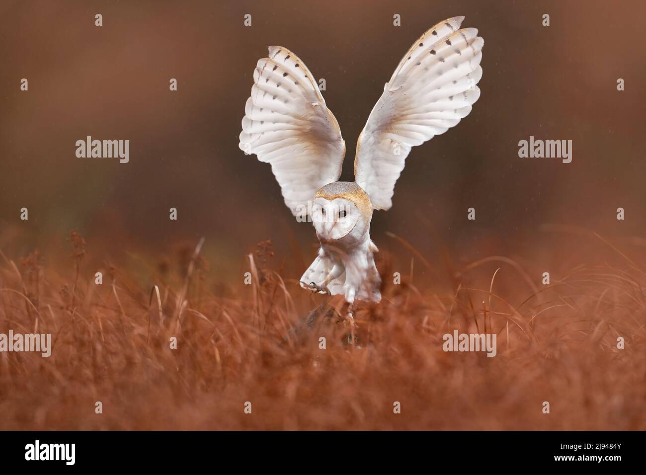Owl landing flight with open wings. Barn Owl, Tyto alba, flight above ...