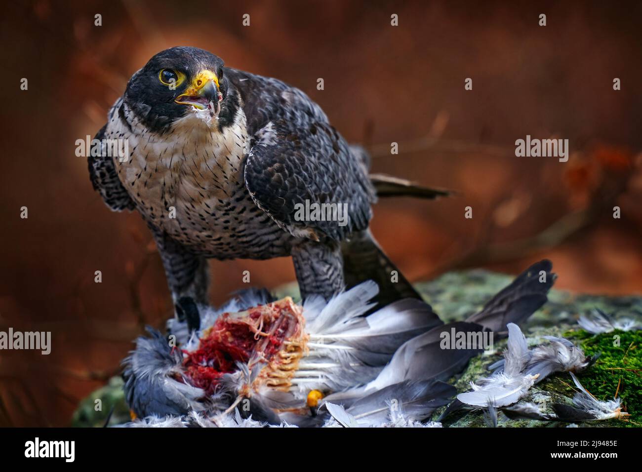 Peregrine Falcon Catching Prey