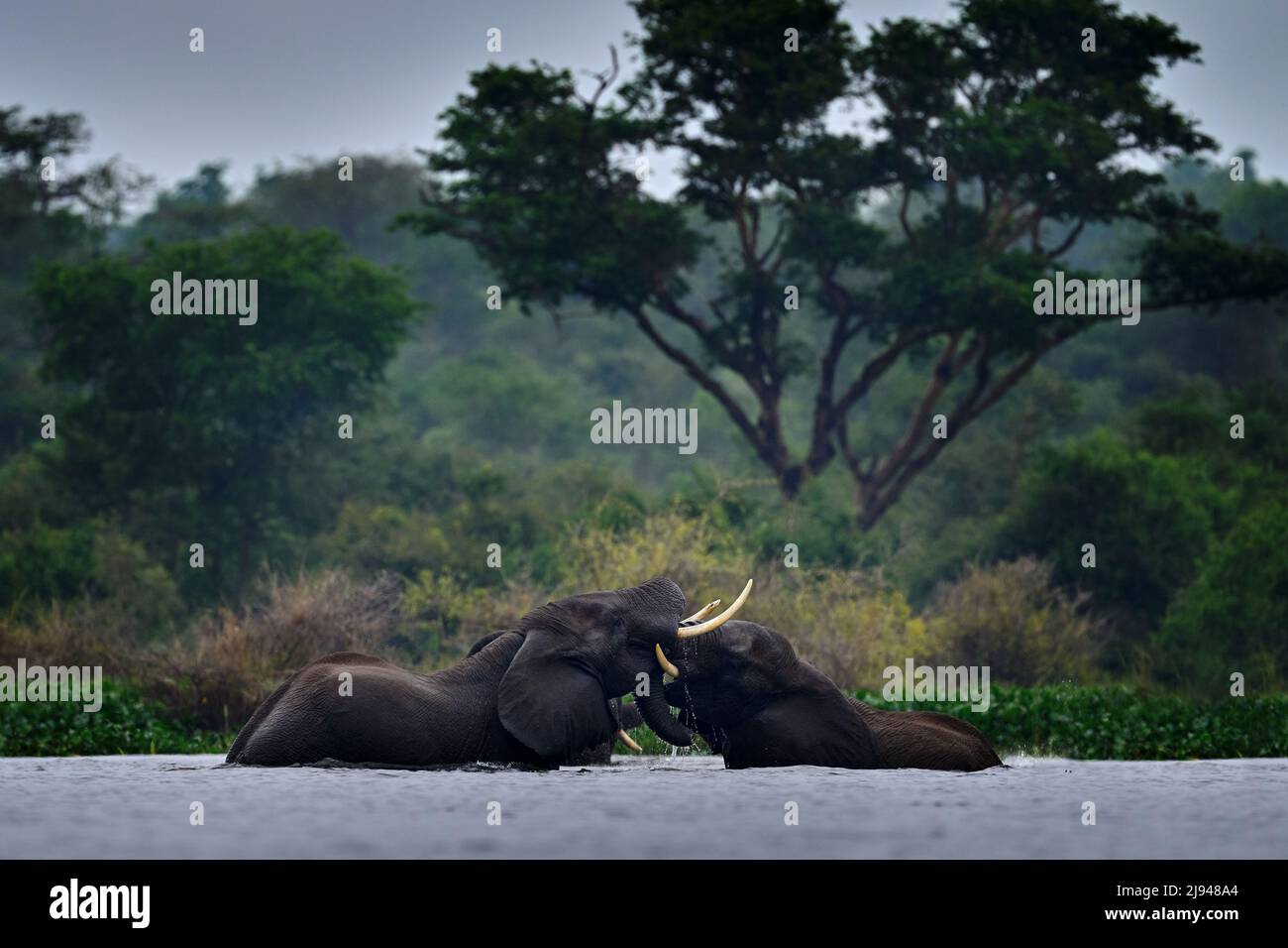 Elephant in rain, Victoria Nile delta. Elephant in Murchison Falls NP ...
