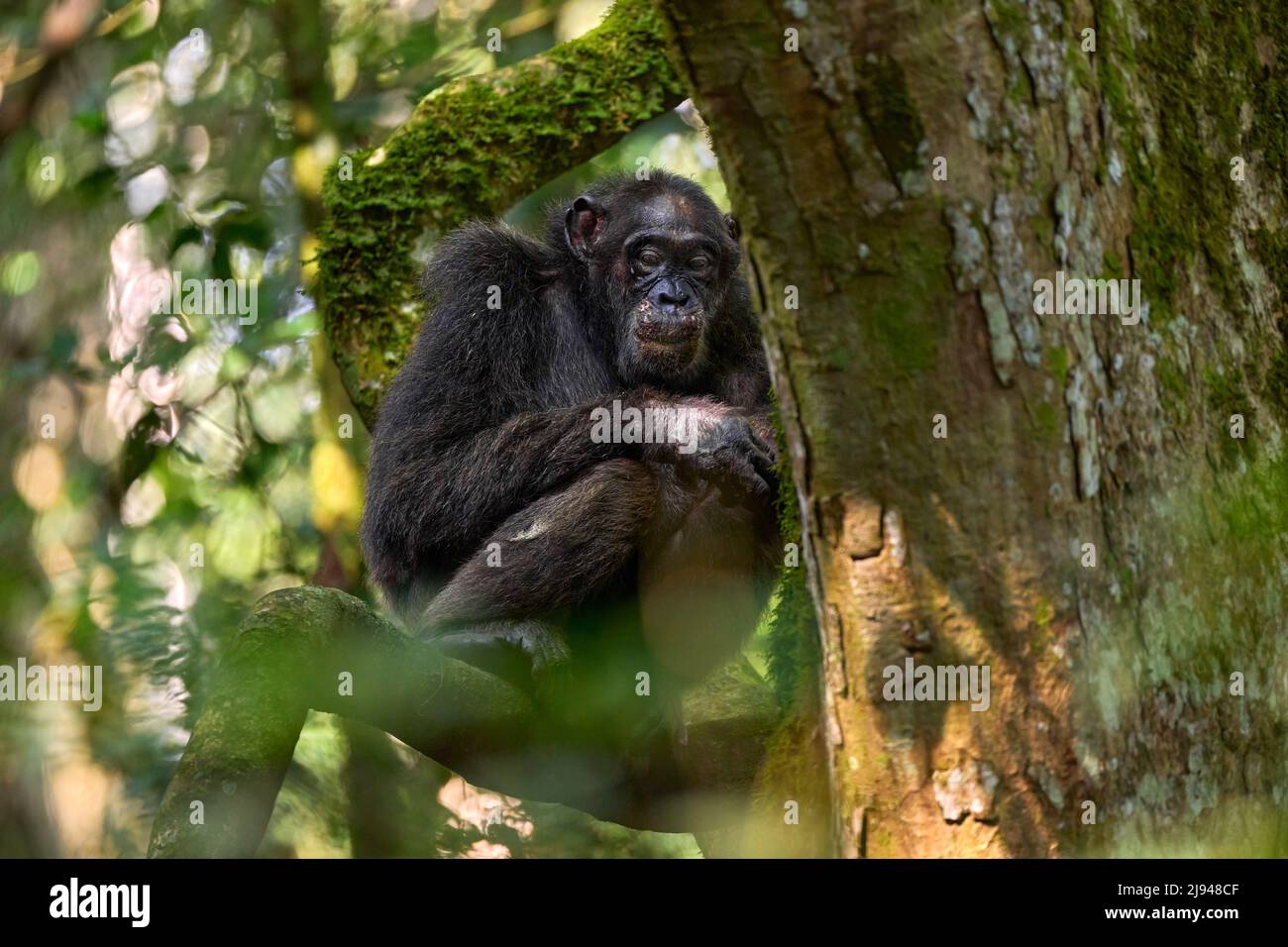 Chimpanzee, Pan troglodytes, on the tree in Kibale National Park ...
