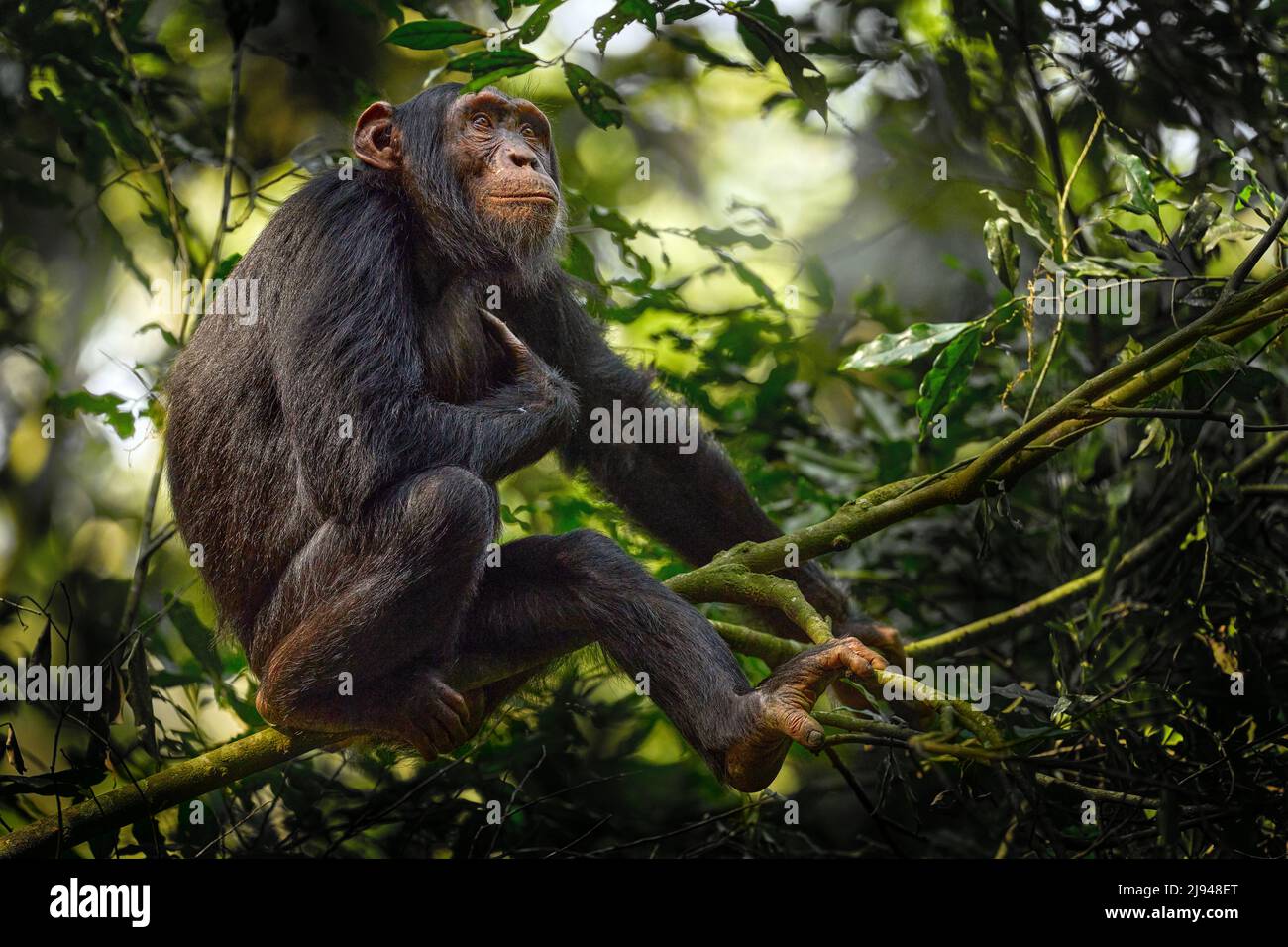 Chimpanzee, Pan troglodytes, on the tree in Kibale National Park ...