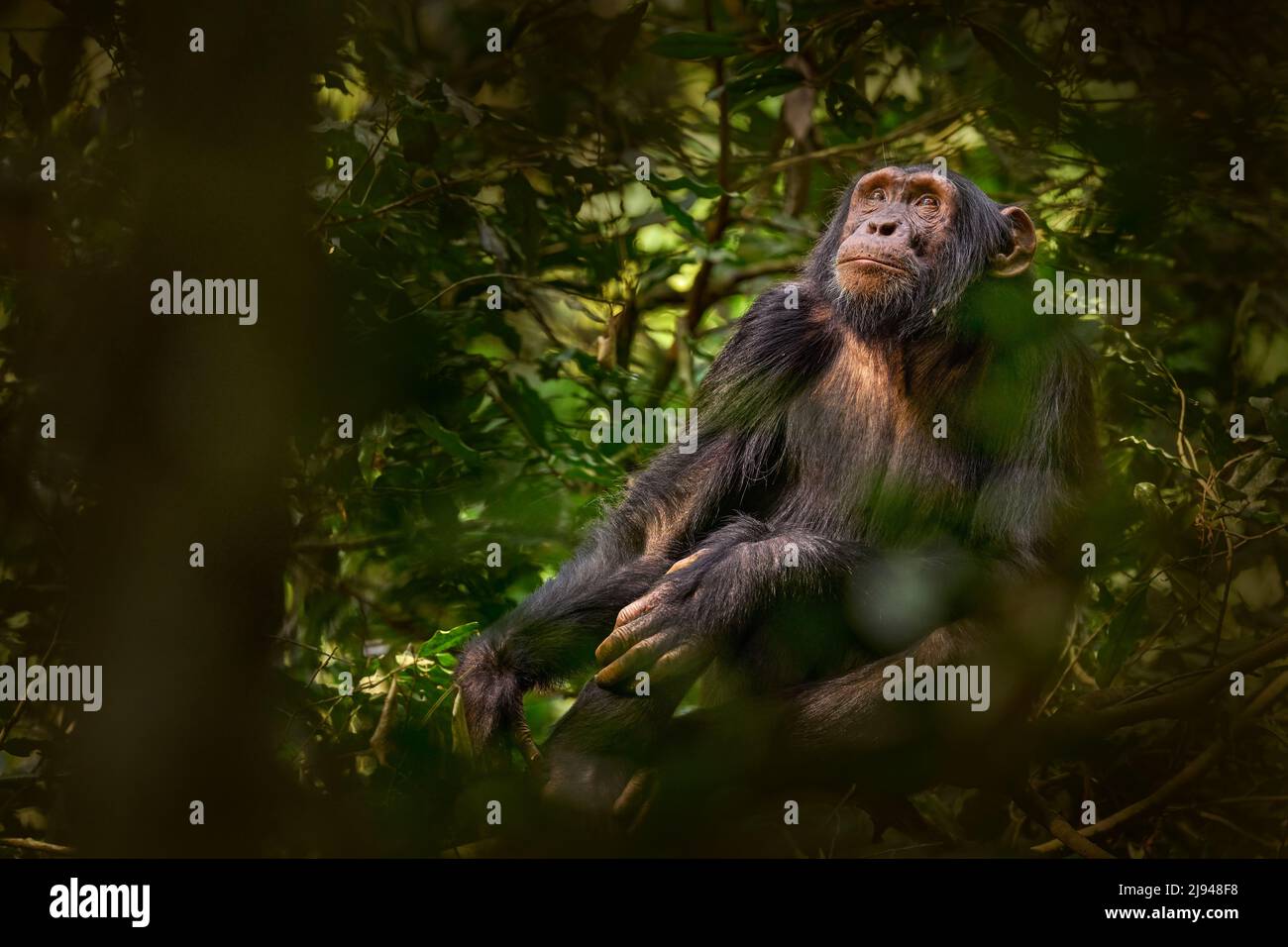Chimpanzee, Pan troglodytes, on the tree in Kibale National Park ...