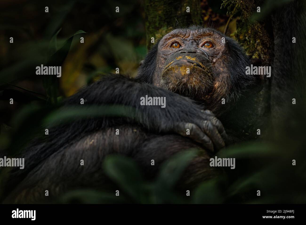 Chimpanzee, Pan troglodytes, on the tree in Kibale National Park ...