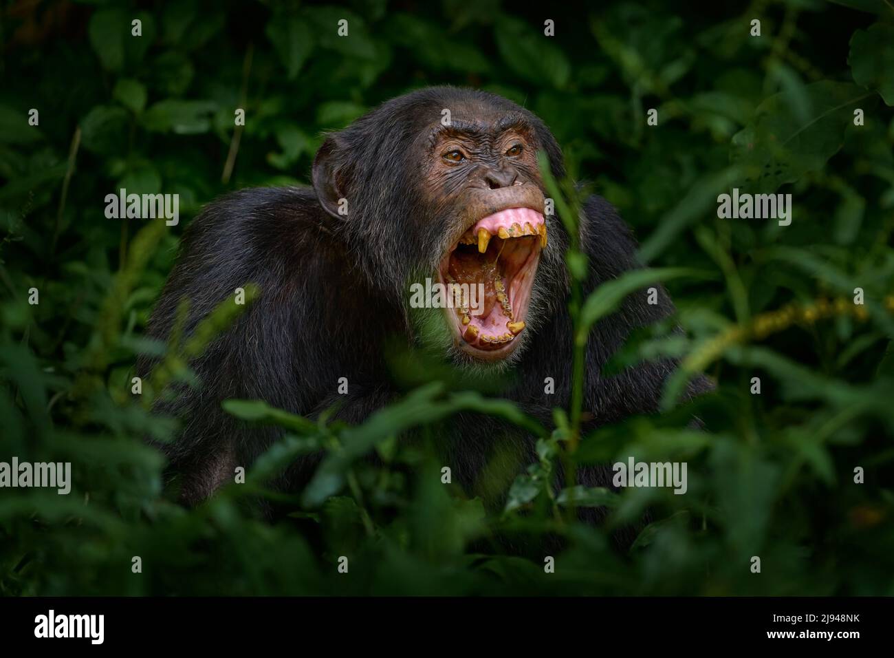 Chimpanzee open muzzle mouth with tooth, tree in Kibale National Park ...