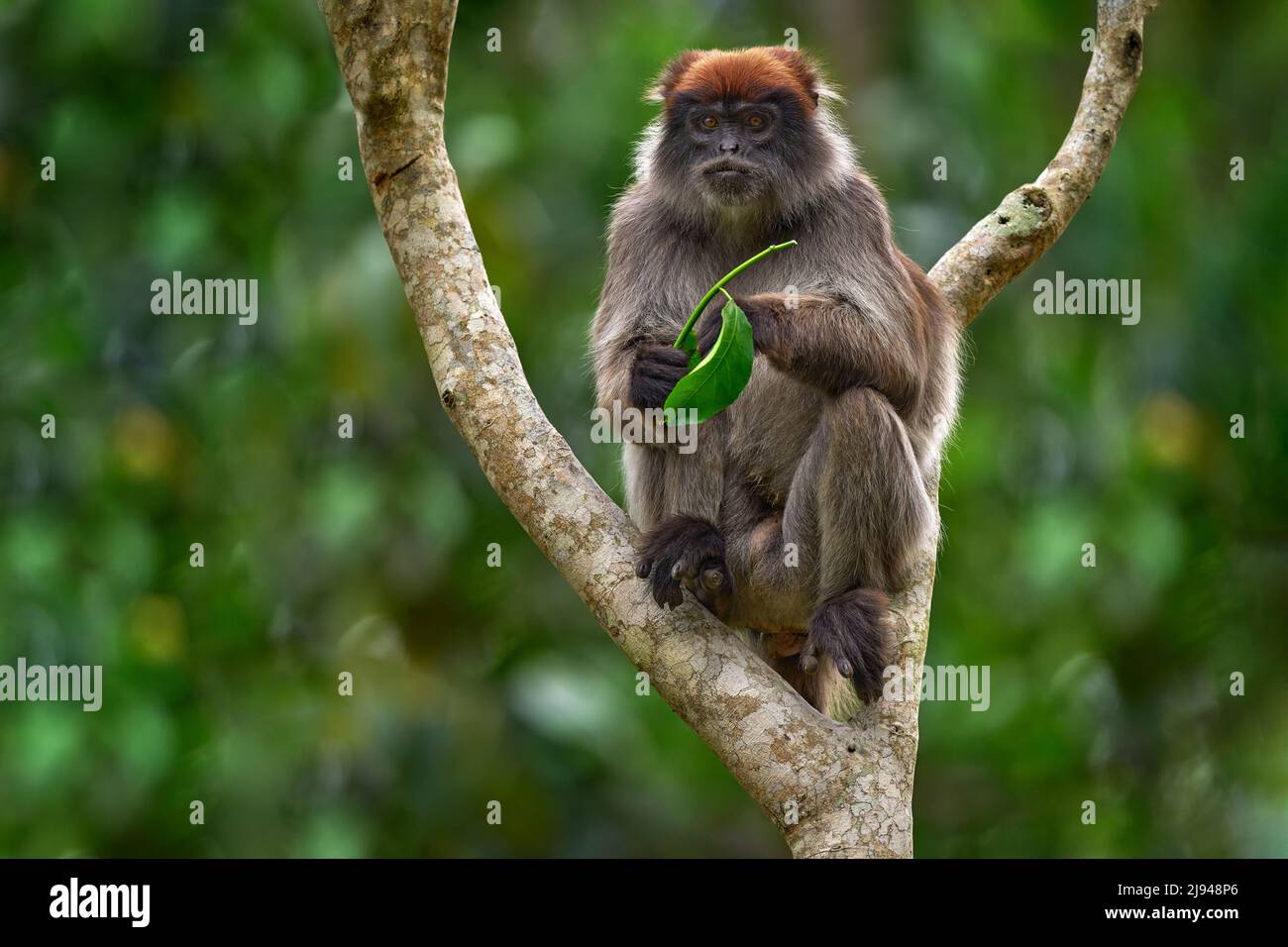 Colobus monkey isolated hi-res stock photography and images - Alamy