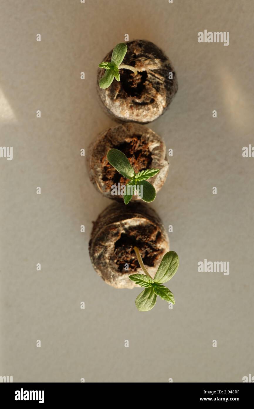 Cannabis Seed Starting with Coconut Coir Pellets. Marijuana growing ...