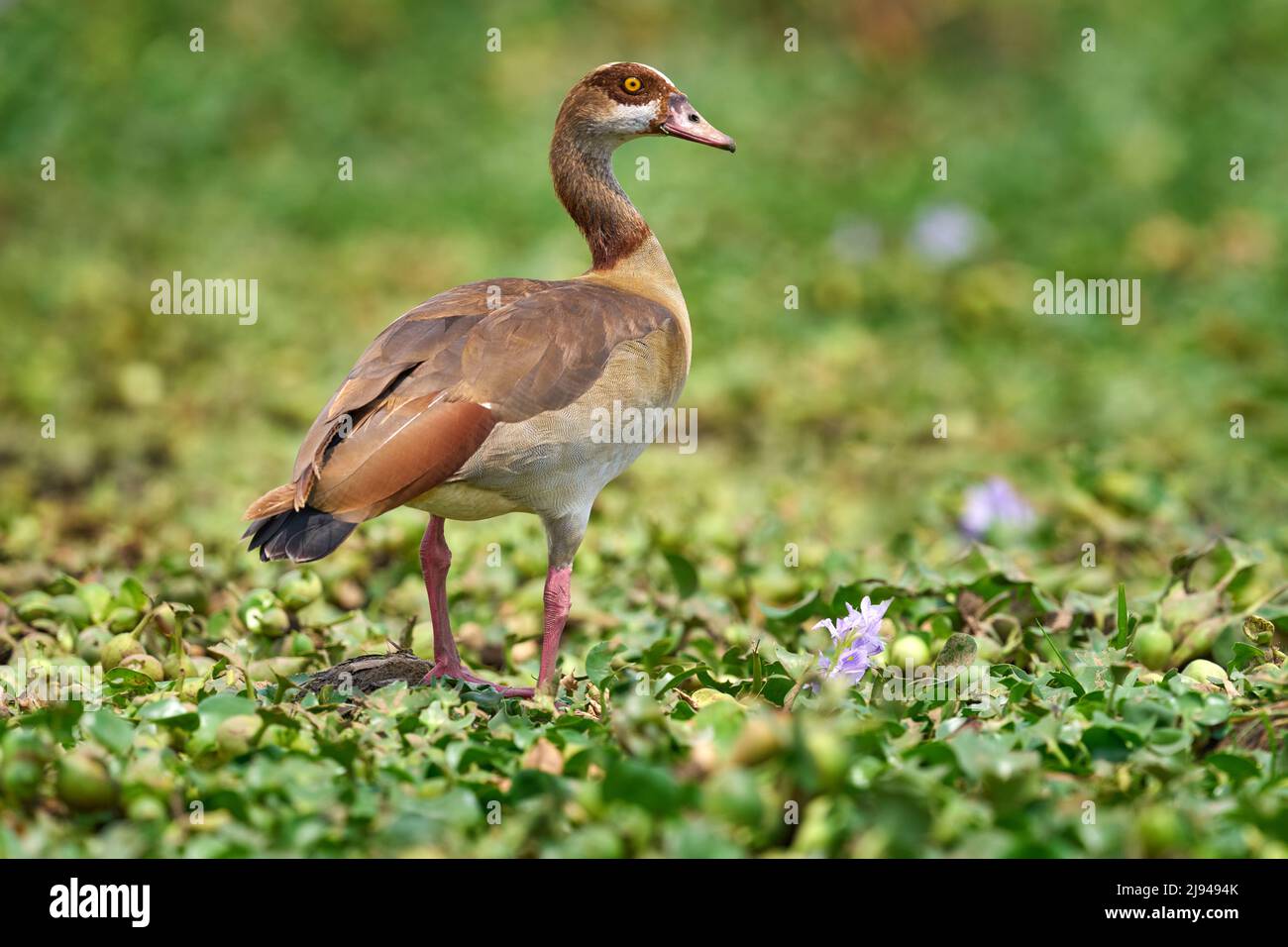 Egyptian goose, Alopochen aegyptiaca, African bird with red bill ...