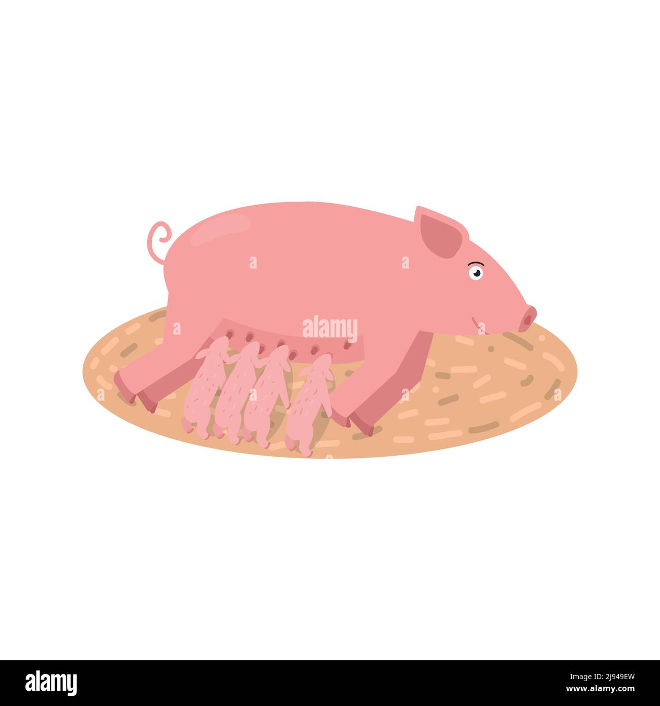 Vector illustration of a pig feeding piglets isolated on a white ...