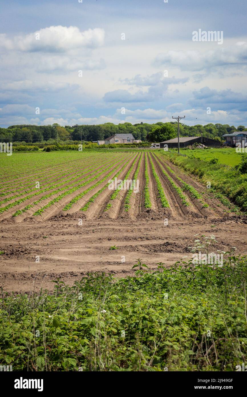 Ploughed field hi-res stock photography and images - Alamy