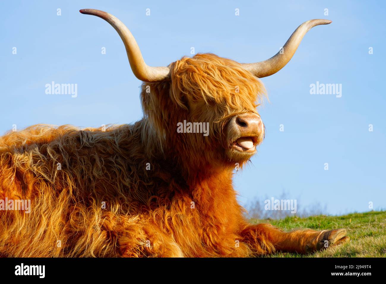 Close up of a Highland cow, with mouth open, on a hillside against a ...