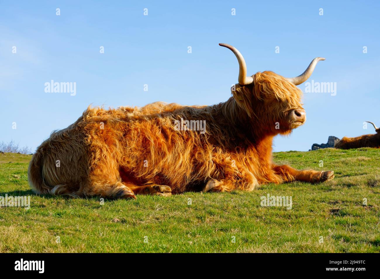 Highland cow laying on a hillside relaxing in the bright spring ...