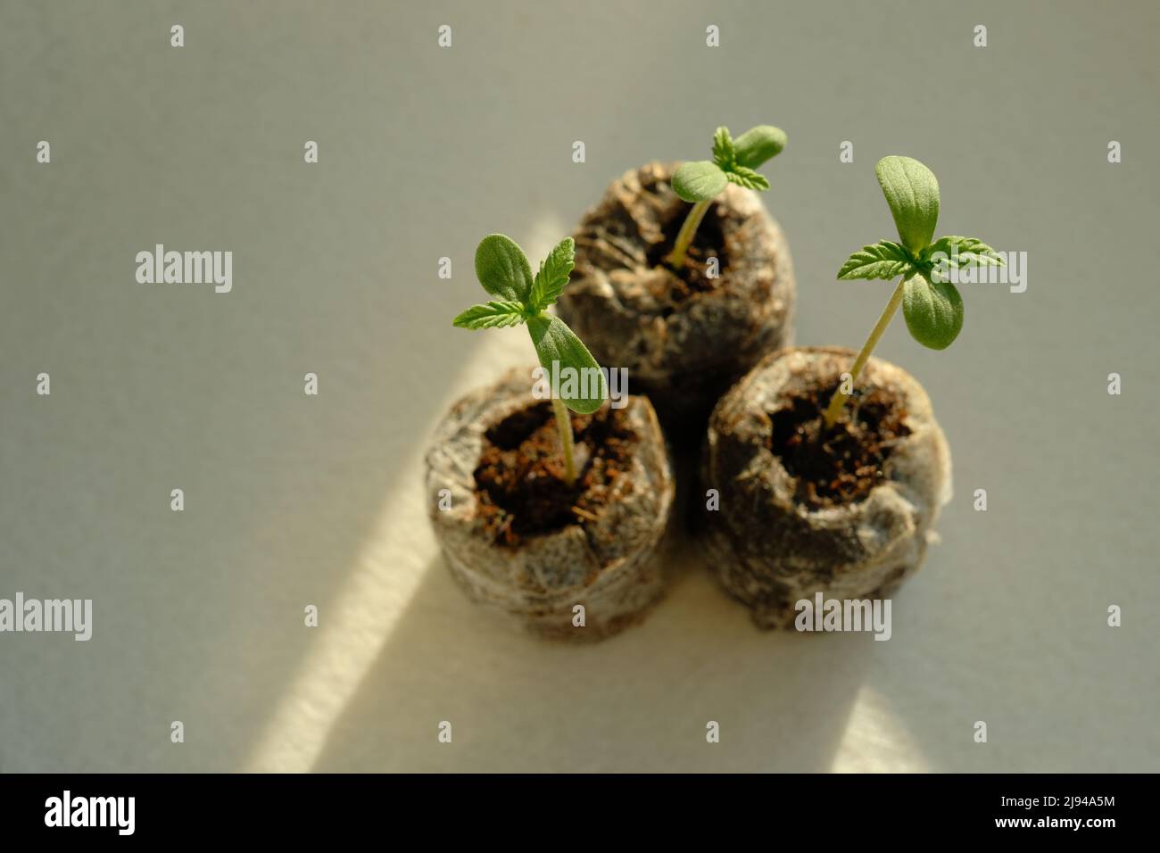 Cannabis sprouts close up. Fresh young marijuana seedling. Growing ...