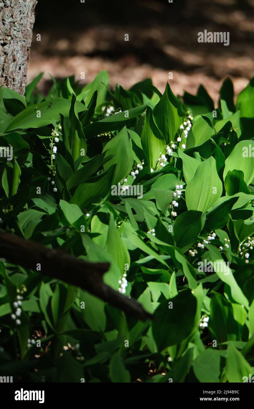 Mayflower tree flower hi-res stock photography and images - Alamy