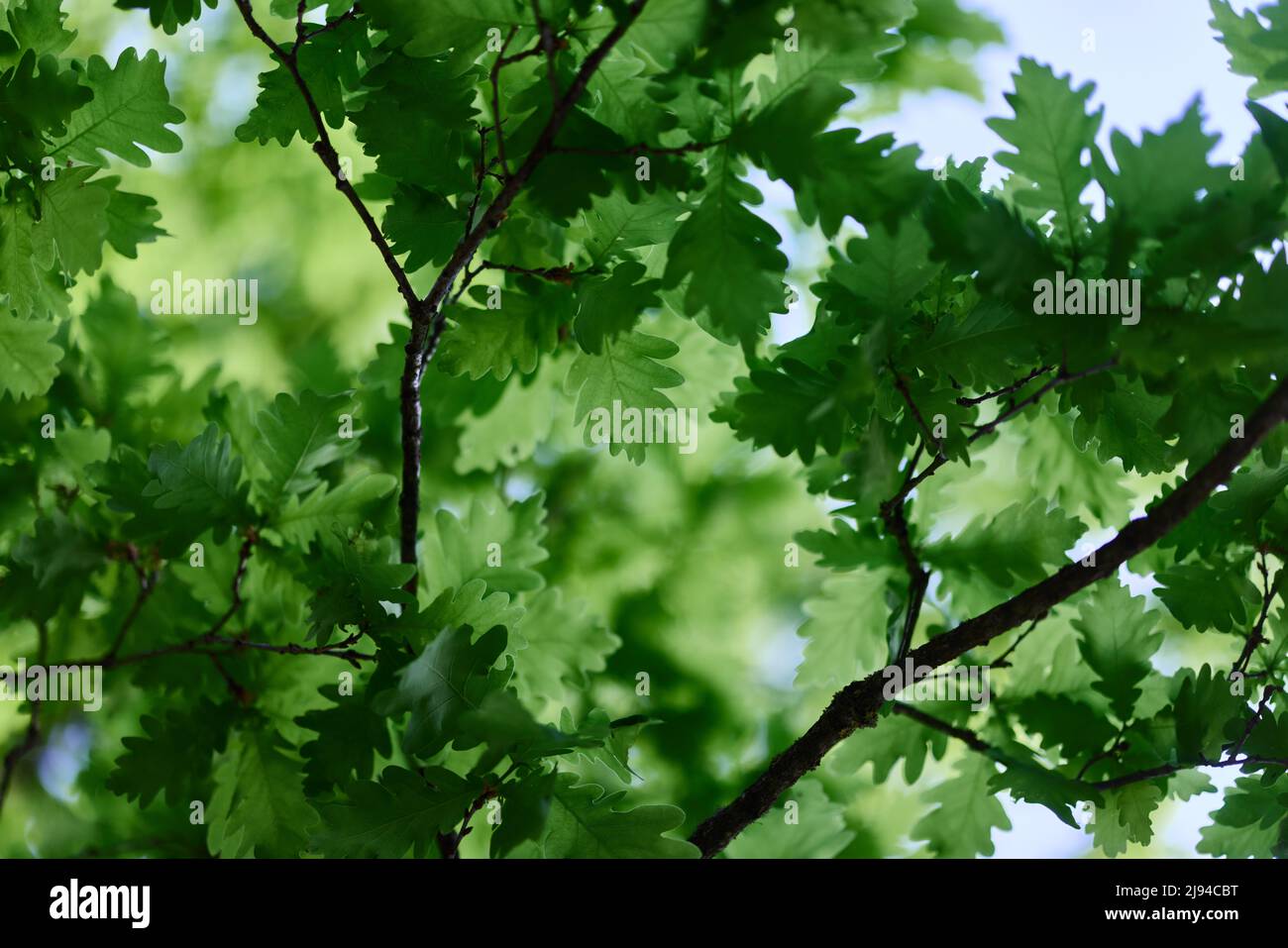 Beautiful fresh spring green leaves of the oak tree on the branches ...