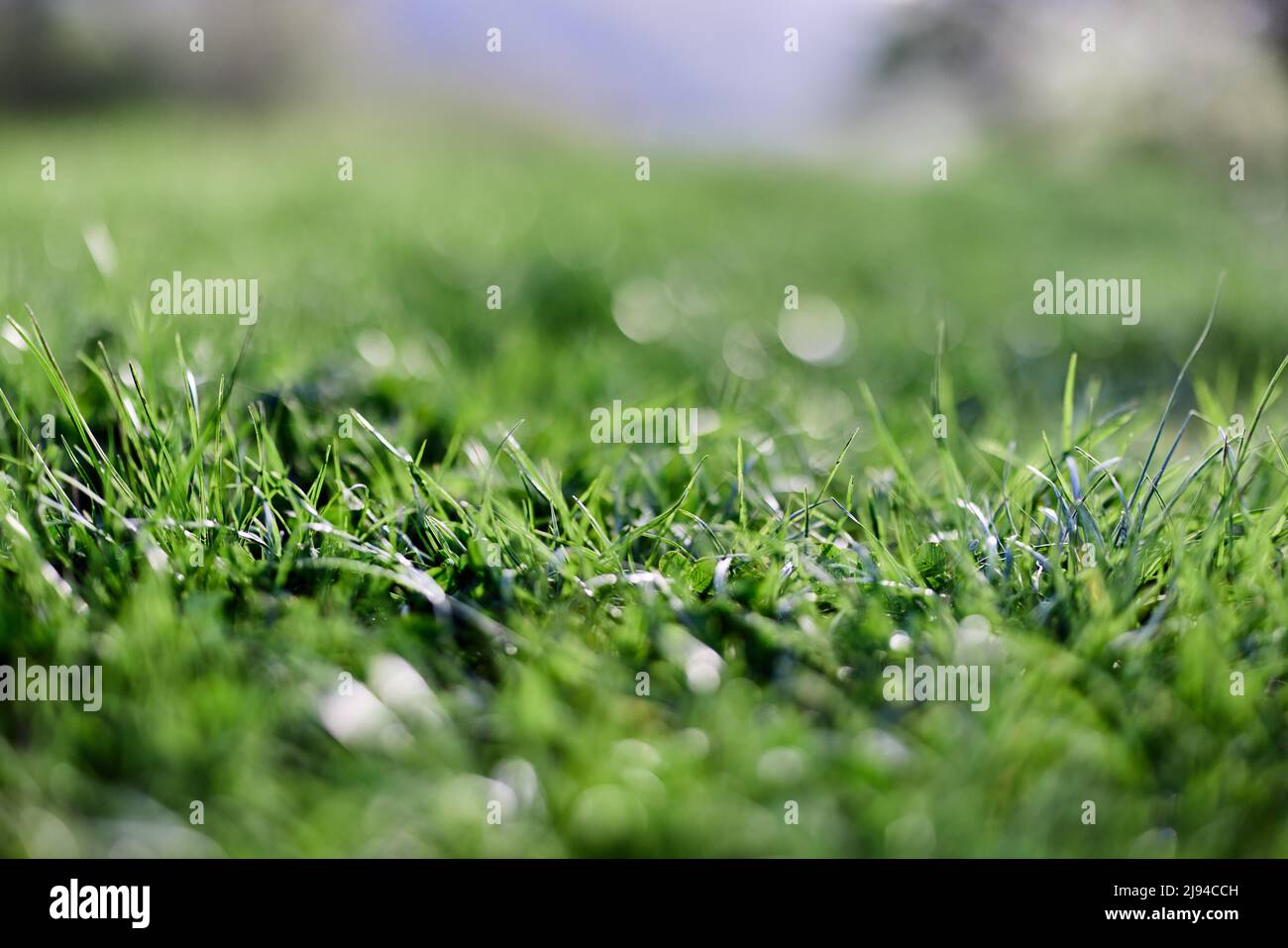 Spring young lawn grass, illuminated by sunlight. The energy of life, a ...
