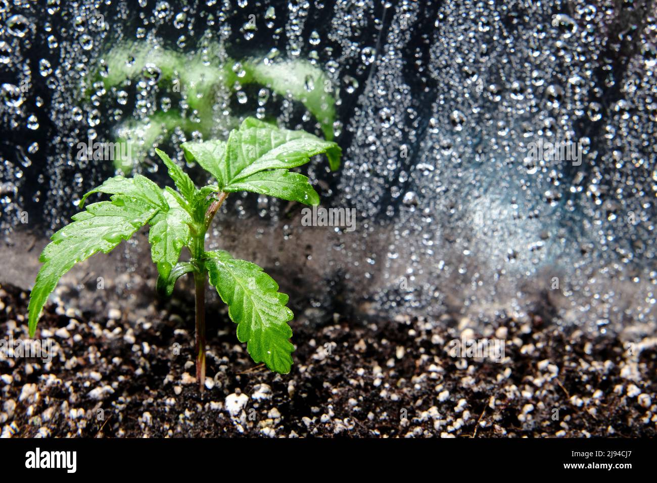 Cannabis seedling in a grow box, macro view. Small marijuana plant in a ...